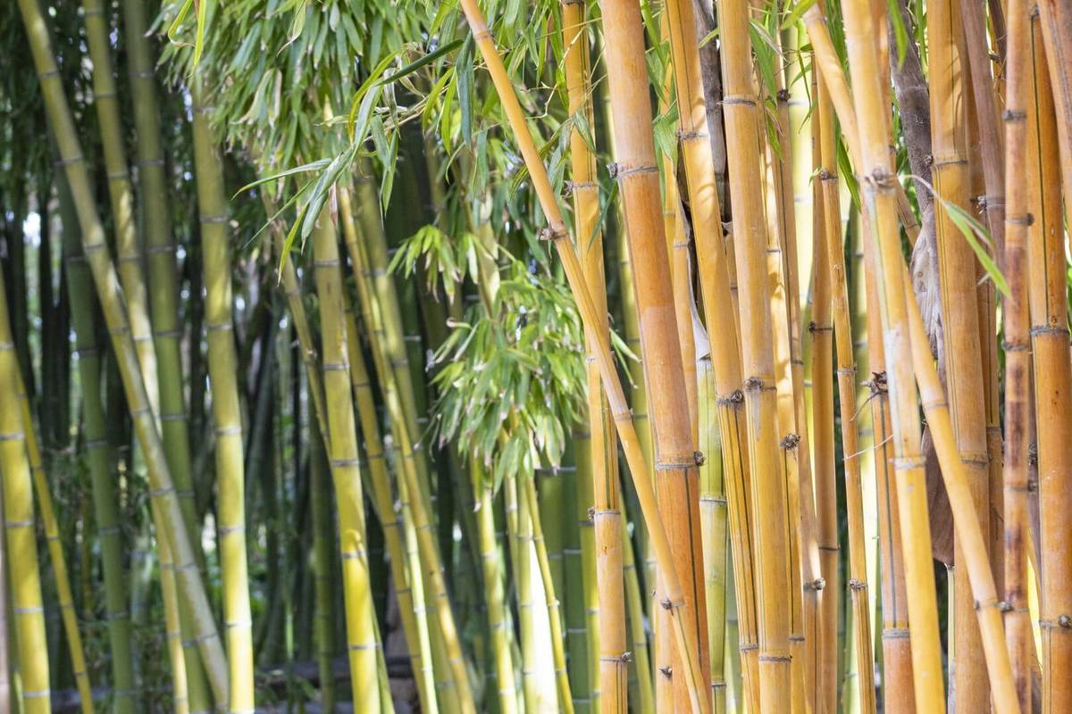 The Largest Living Bamboo Collection In North America Is Less Than 2 ...