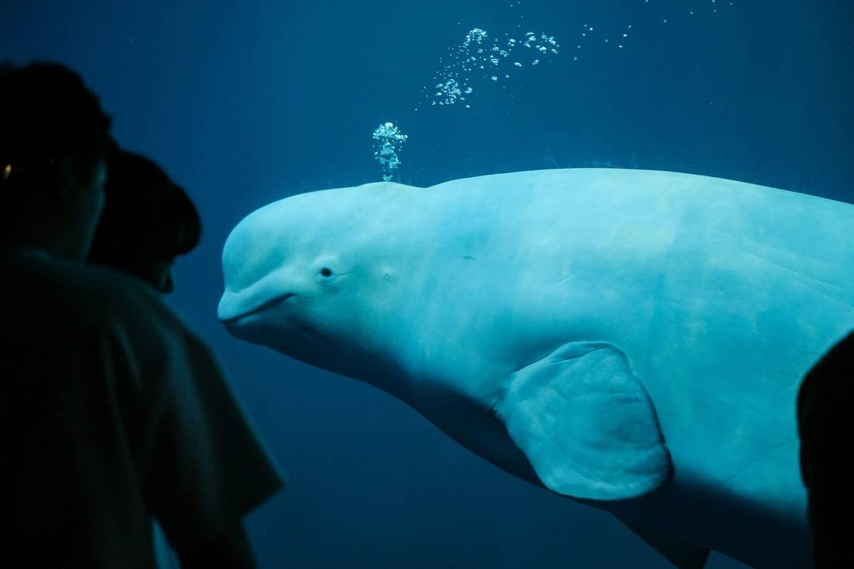 Canada Approves Export Of 30 Captive Beluga Whales To U.S. Aquariums ...