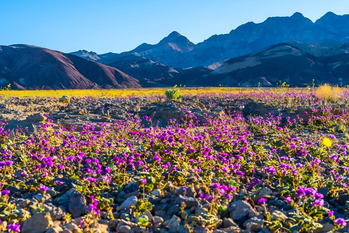 NASA Images Reveal California Superbloom Is Visible From Space ...