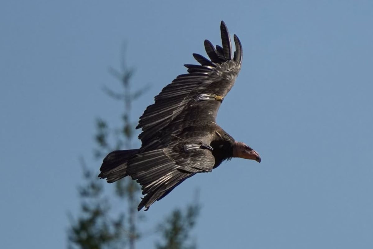 L.A.’s Historic California Condor, Topa Topa, Turns 60 — Father To More ...