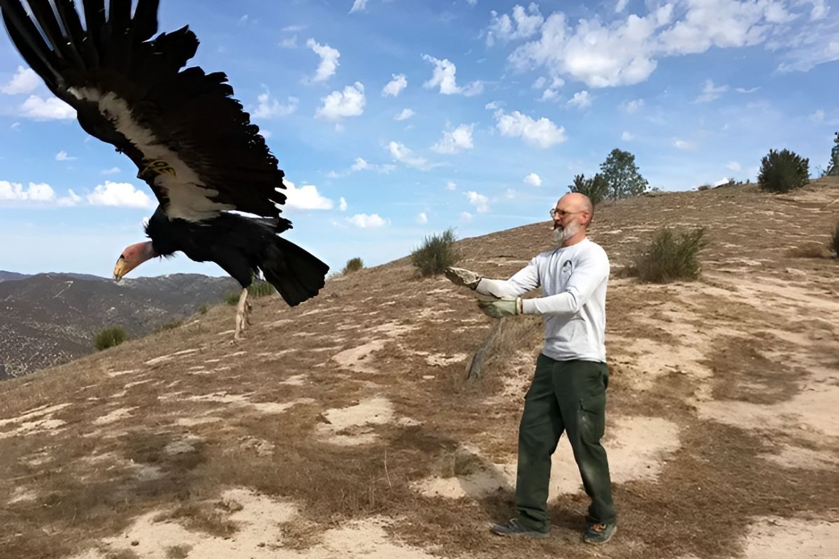 For The First Time In 100 Years, A Pair Of Endangered Condors Is ...