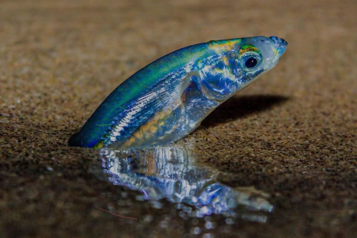 Thousands Of Fish Will Swim Out Of The Ocean Onto SoCal Beaches In One ...