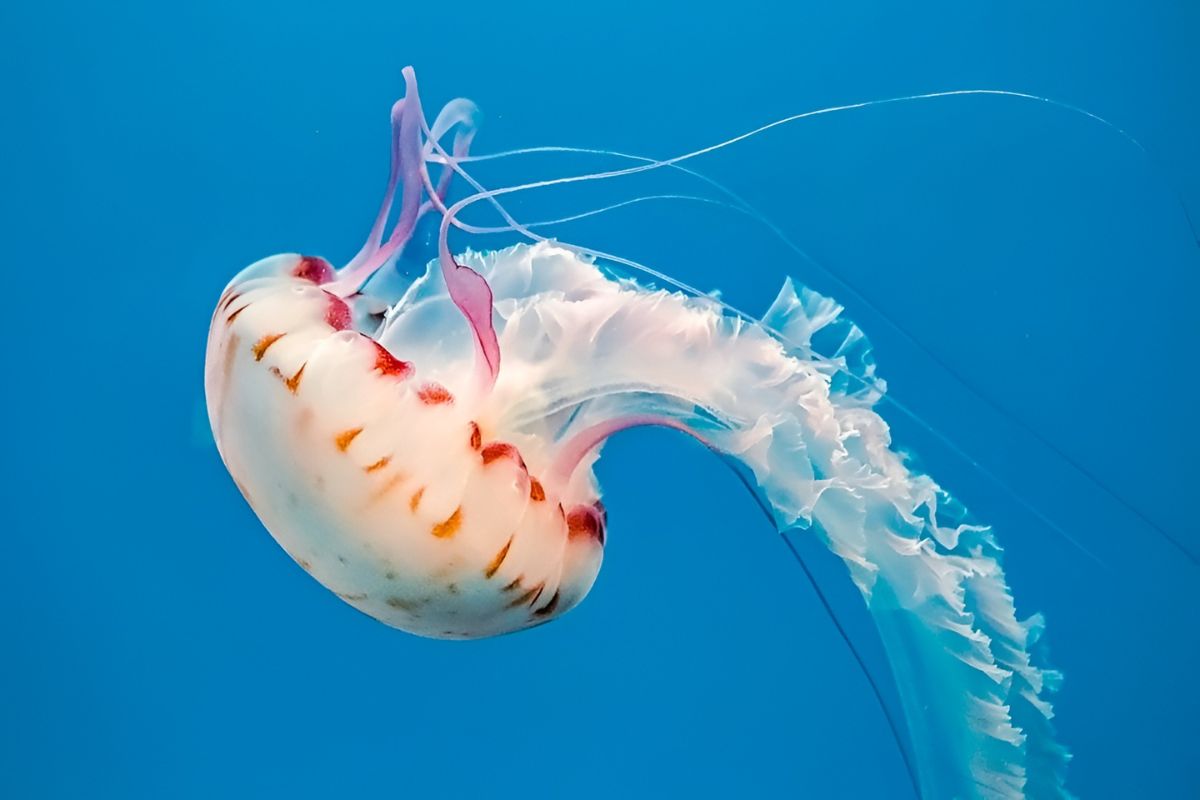 The Aquarium of the Pacific is opening its $2 million jellyfish exhibit ...