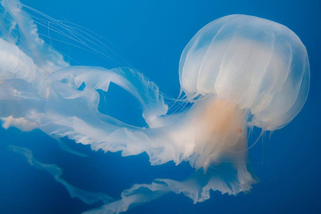 The Aquarium of the Pacific is opening its $2 million jellyfish exhibit ...