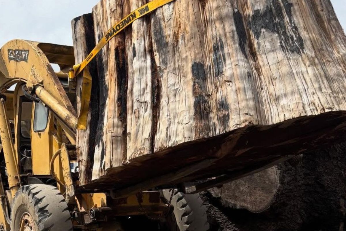 A massive section of a 1,500-year-old California giant sequoia is ...