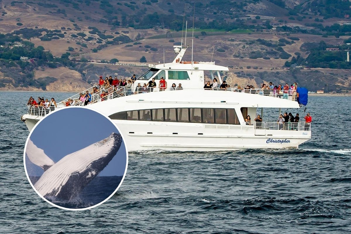 This SoCal whale-watching cruise offers sightings of the world's ...