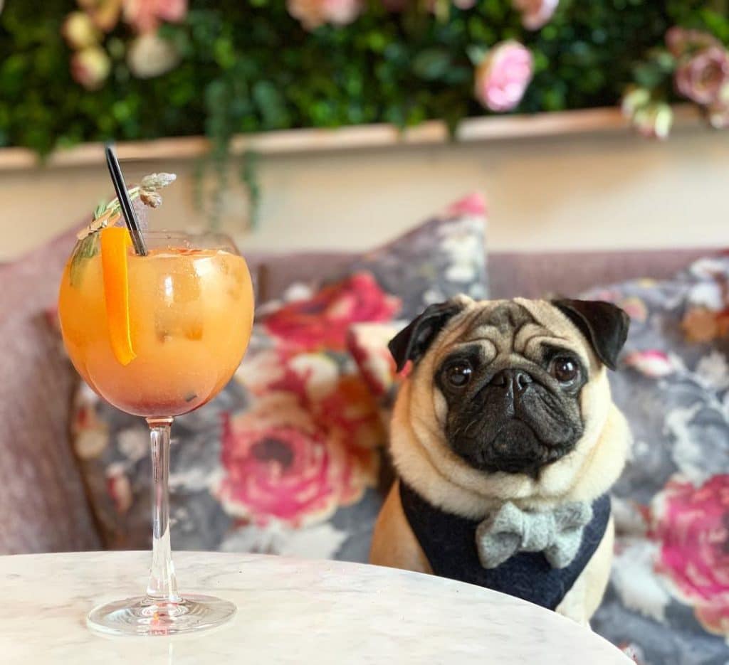 Paw My Gosh! A Pug Cafe Is Coming To Manchester