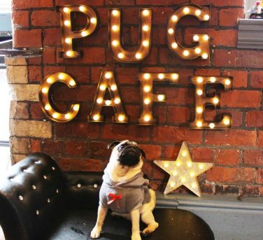 Paw My Gosh! A Pug Cafe Is Coming To Manchester