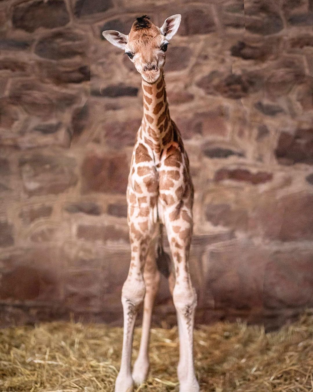Watch: The Moment A Beautiful Baby Giraffe Was Born At Chester Zoo