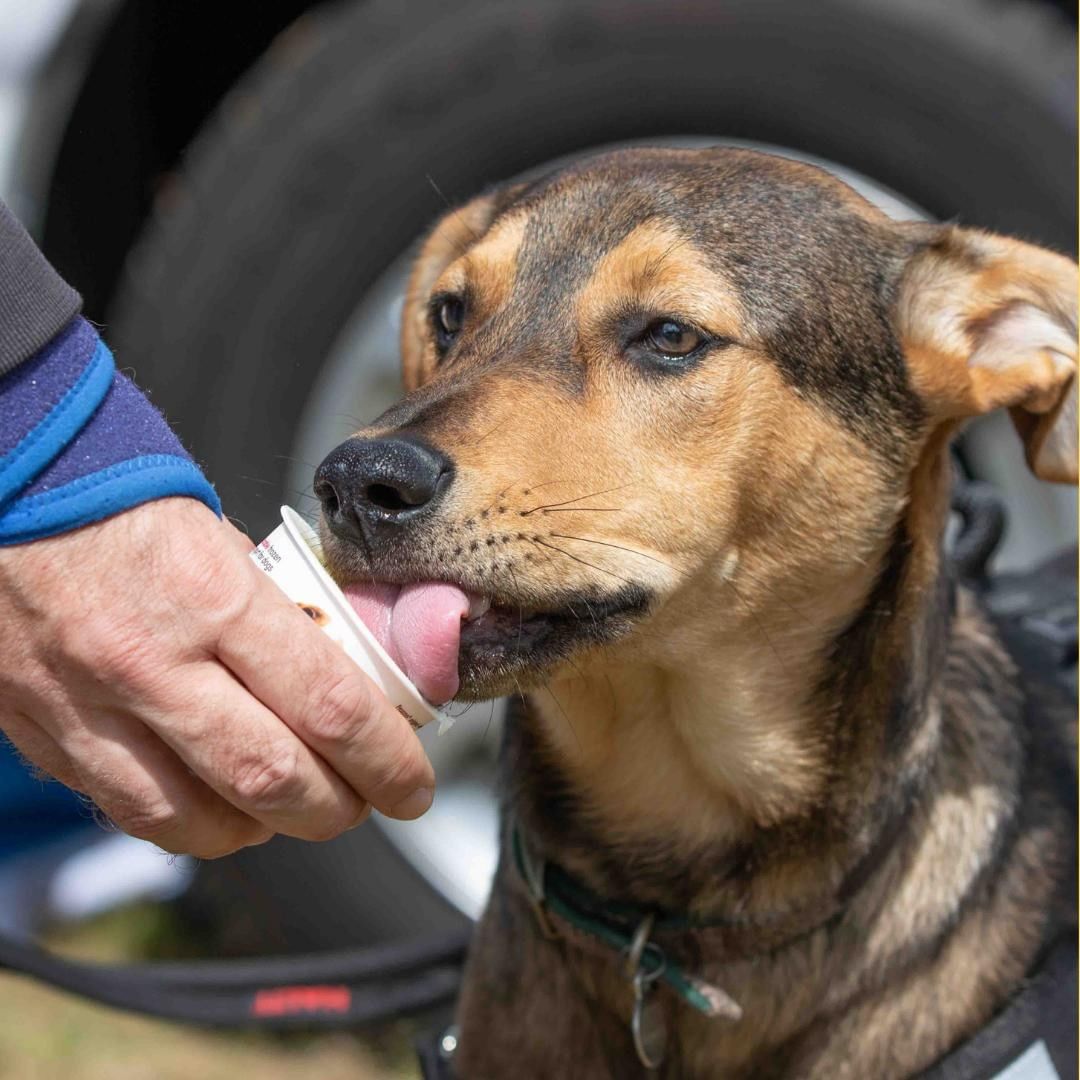 A Dog Festival Is Coming To A Park Near Manchester