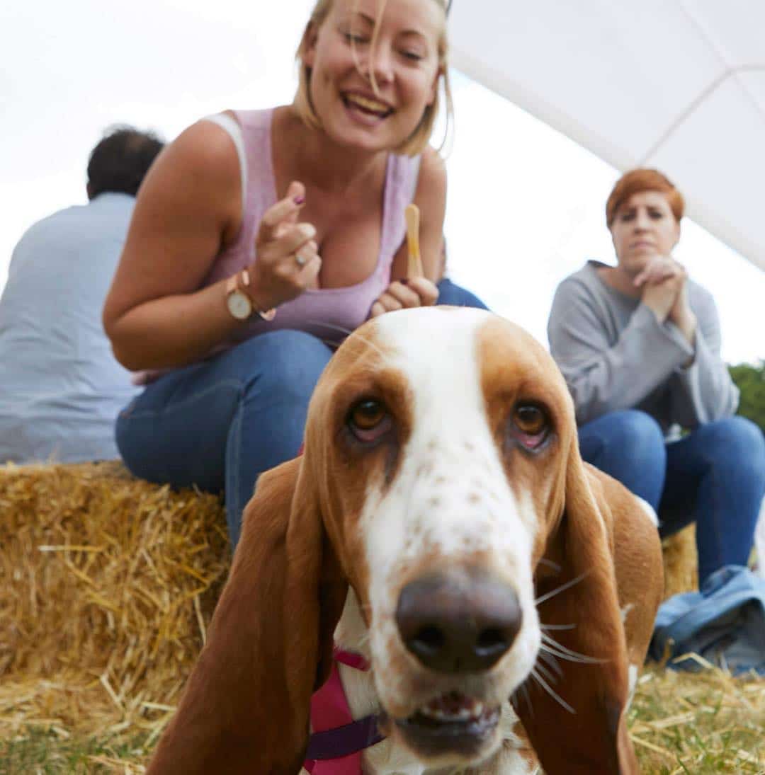 A Dog Festival Is Coming To A Park Near Manchester