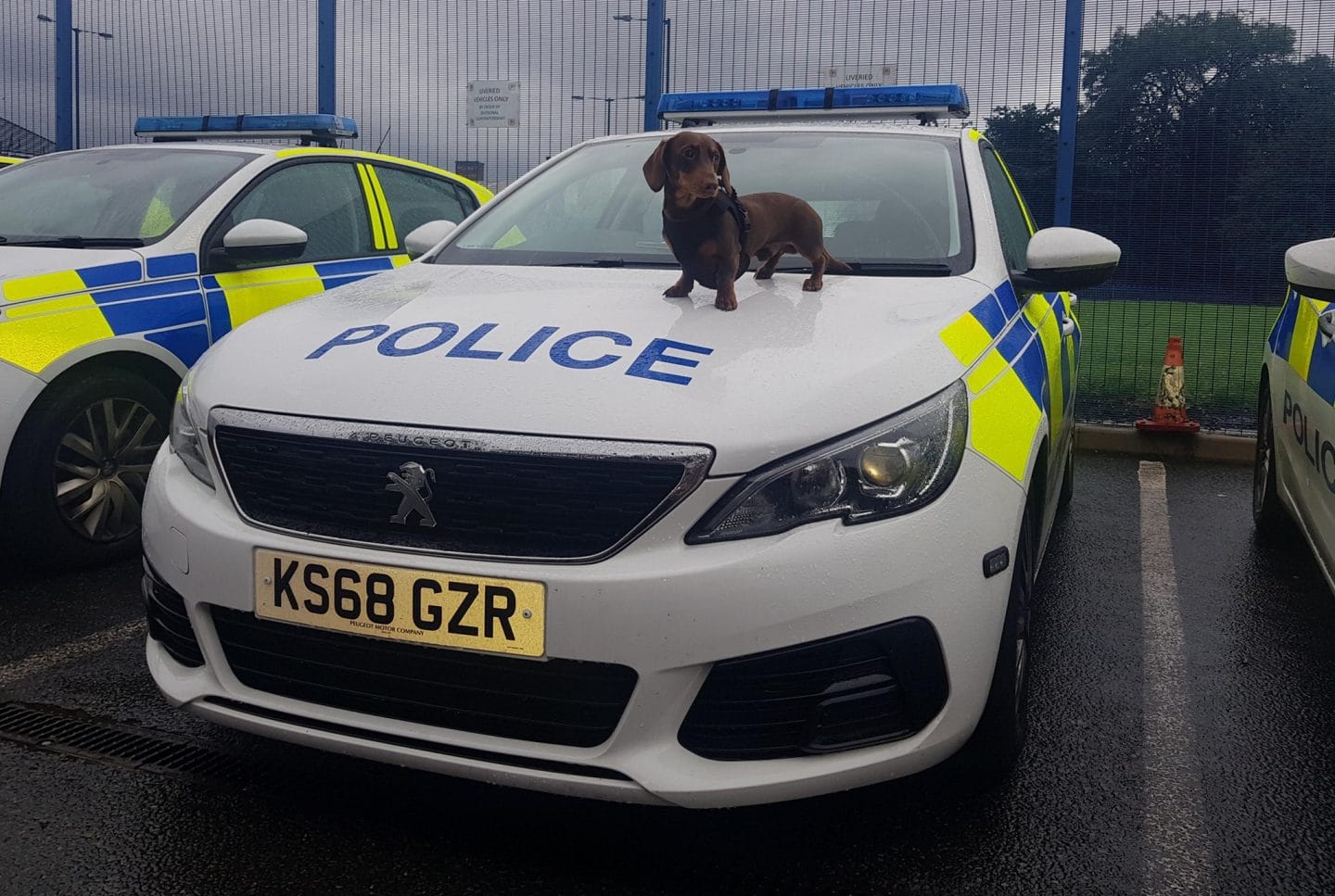 Sausage Dog Ralph Helped His Police Officer Owner Arrest A Wanted Man