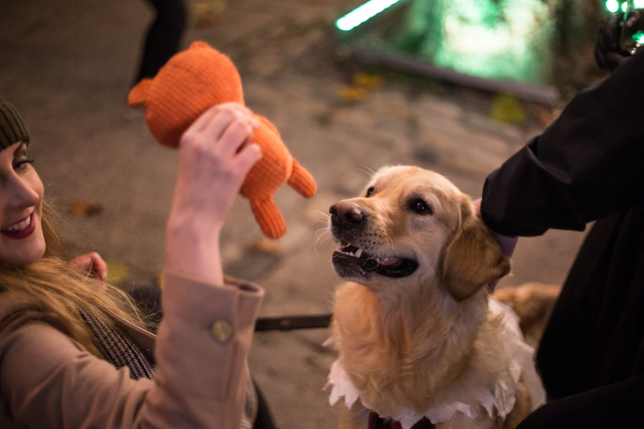 A Fancy Dress Halloween Party For Dogs Is Happening In Manchester This a-fancy-dress-halloween-party-for-dogs-is-happening-in-manchester-this
