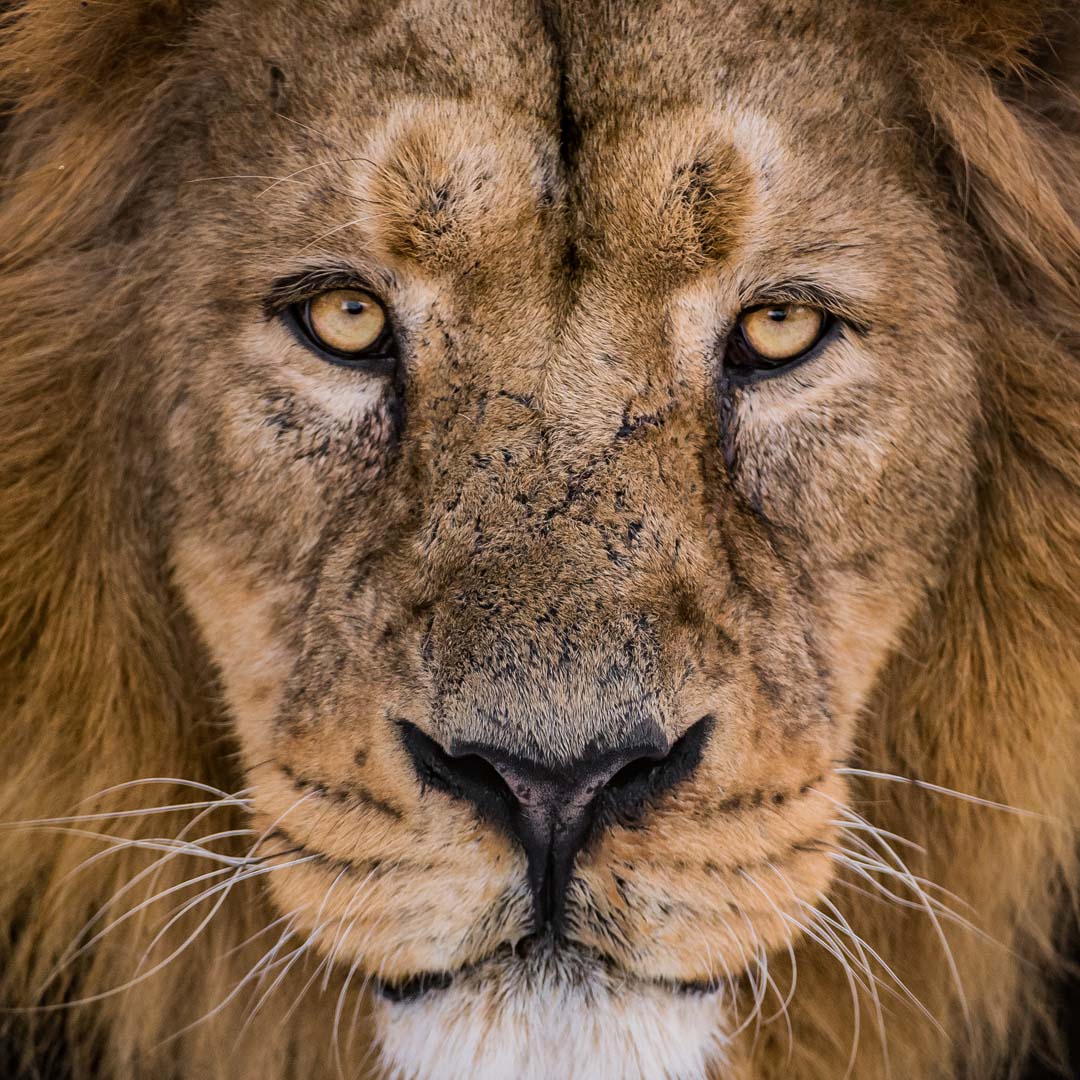 The UK’s Largest Habitat For The World’s Rarest Lions Has Opened At ...