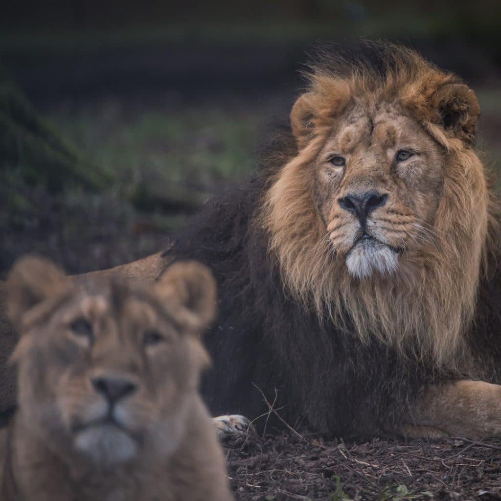 The UK’s Largest Habitat For The World’s Rarest Lions Has Opened At ...