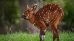 A Critically-Endangered Eastern Bongo Calf Has Been Born At Chester Zoo
