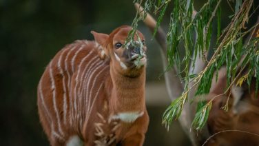 A Critically-Endangered Eastern Bongo Calf Has Been Born At Chester Zoo