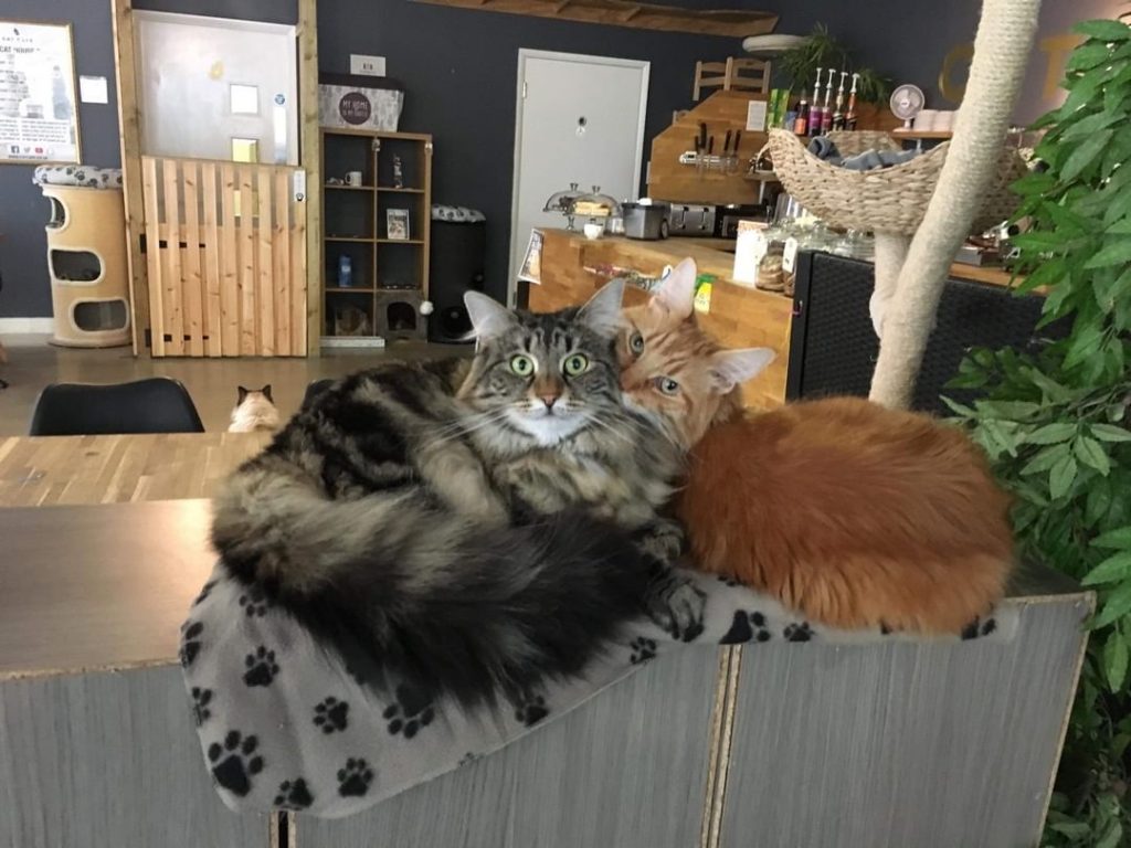 Manchester's Cat Cafe Is Looking For A 'Human Servant' To Care For Its Cats