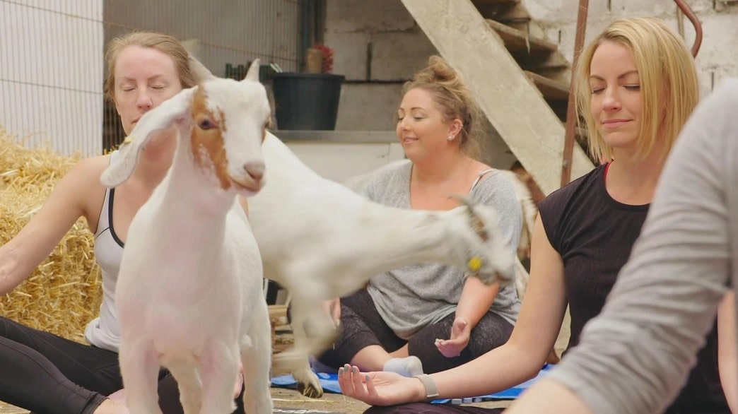 This Ramsbottom Farm Is Hosting Goat Yoga Classes