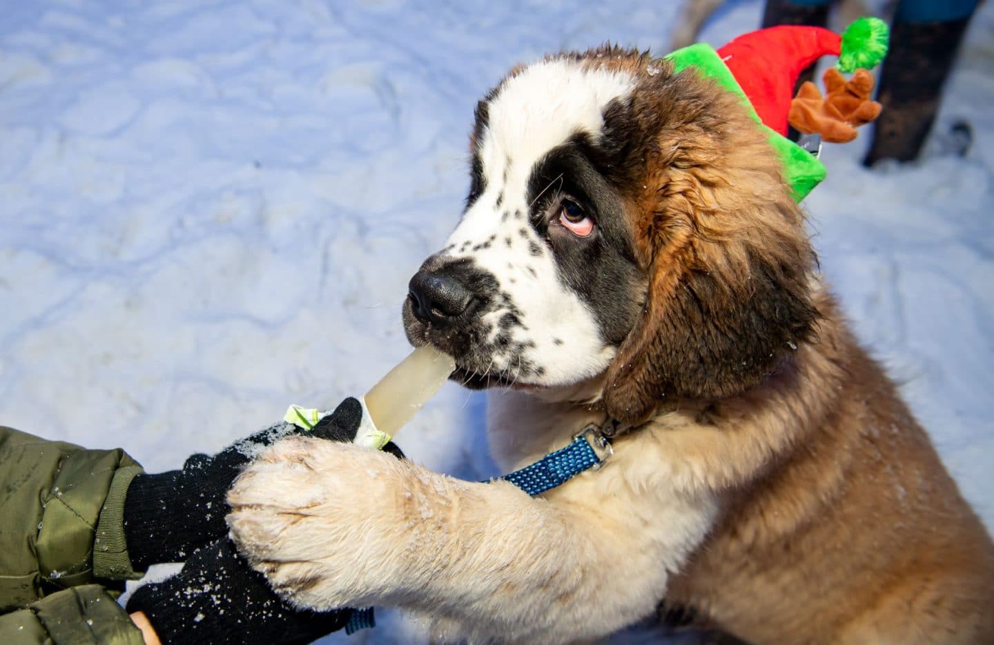 Manchester’s First St. Bernard Cafe In (Adorable) Pictures