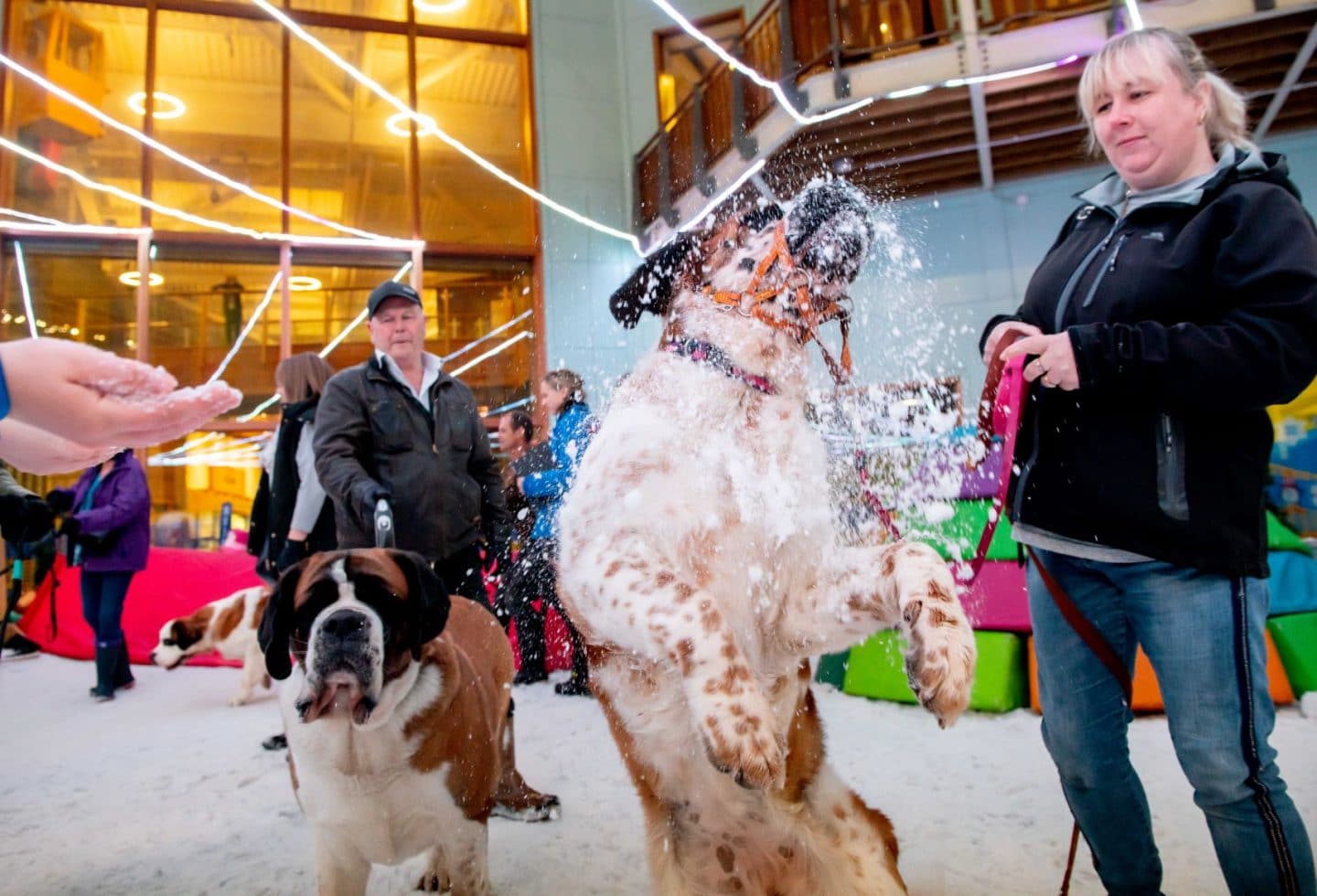 A St. Bernard Cafe Is Coming To Manchester - And It Sounds Like Heaven