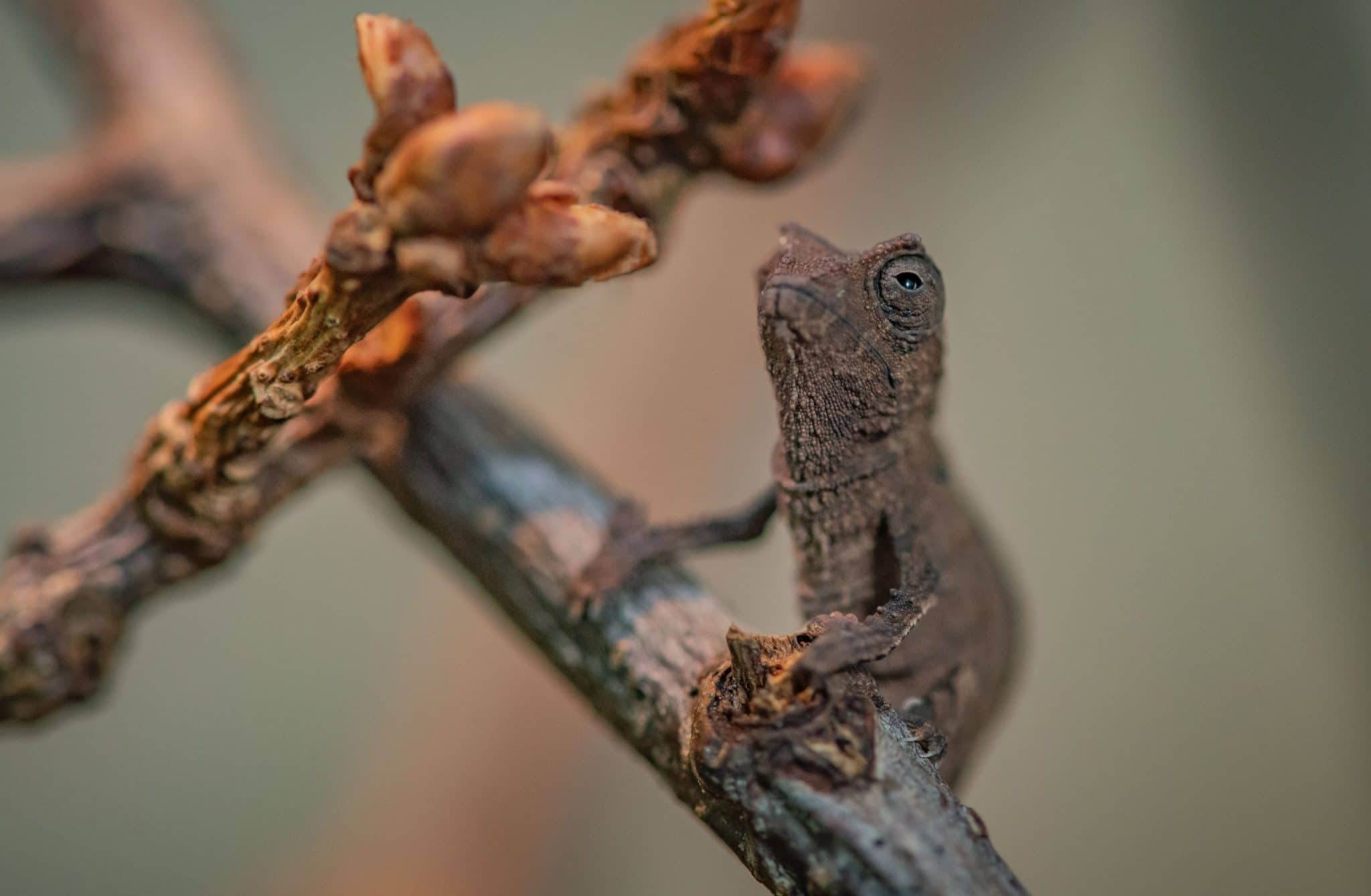 Tiny Chameleons Have Hatched At Chester Zoo And They Already Look Bored ...