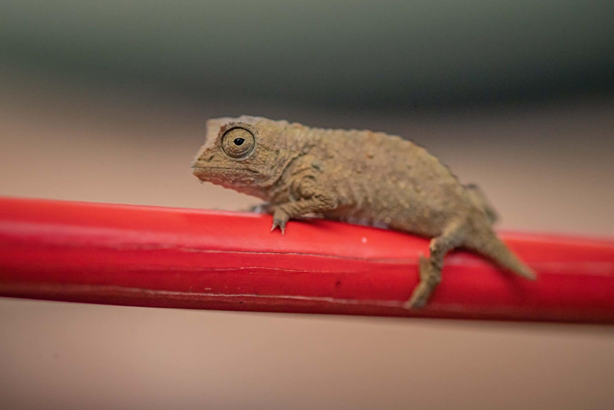 Tiny Chameleons Have Hatched At Chester Zoo And They Already Look Bored ...