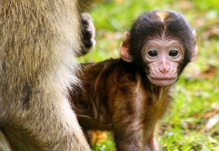 Trentham Monkey Forest: Walk Amongst Monkeys Near Manchester