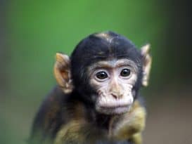 Trentham Monkey Forest: Walk Amongst Monkeys Near Manchester