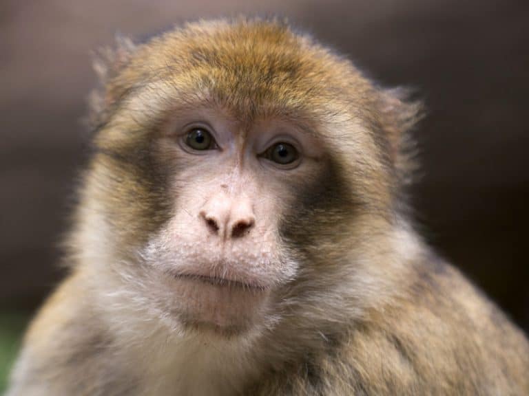 Trentham Monkey Forest: Walk Amongst Monkeys Near Manchester