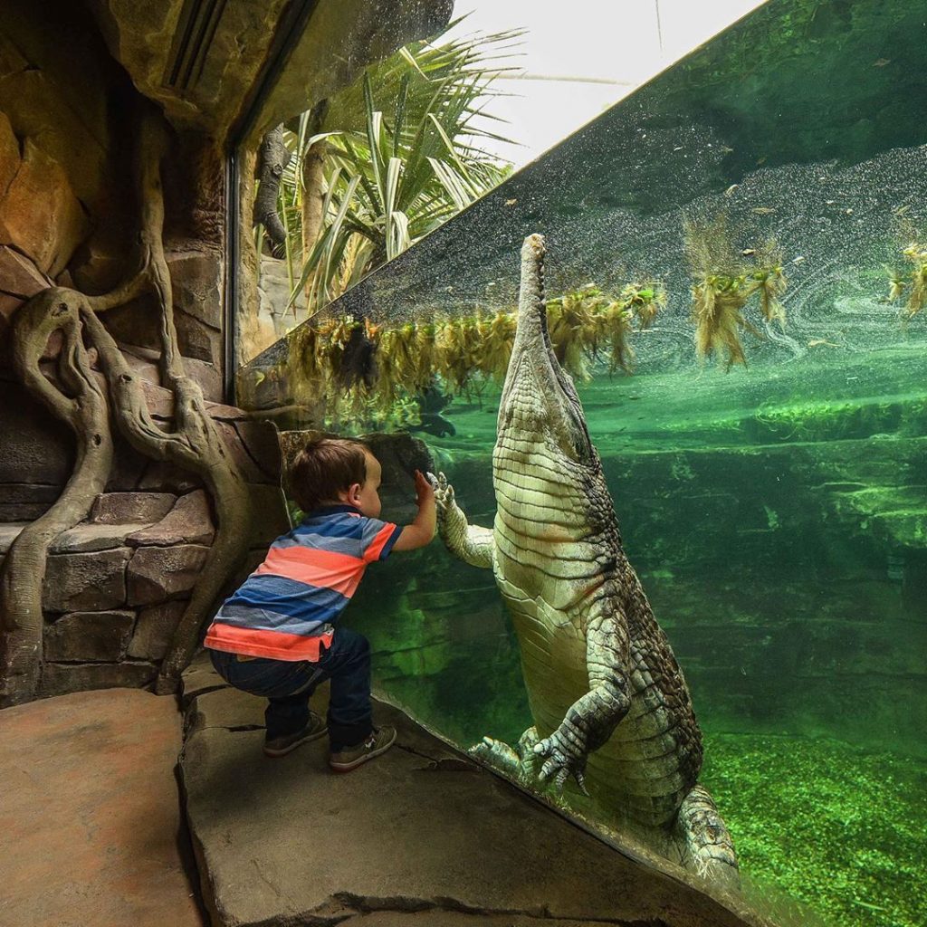 School Kids Can Visit Chester Zoo For FREE Secret Manchester School Kids Can Visit Chester Zoo For FREE Secret Manchester