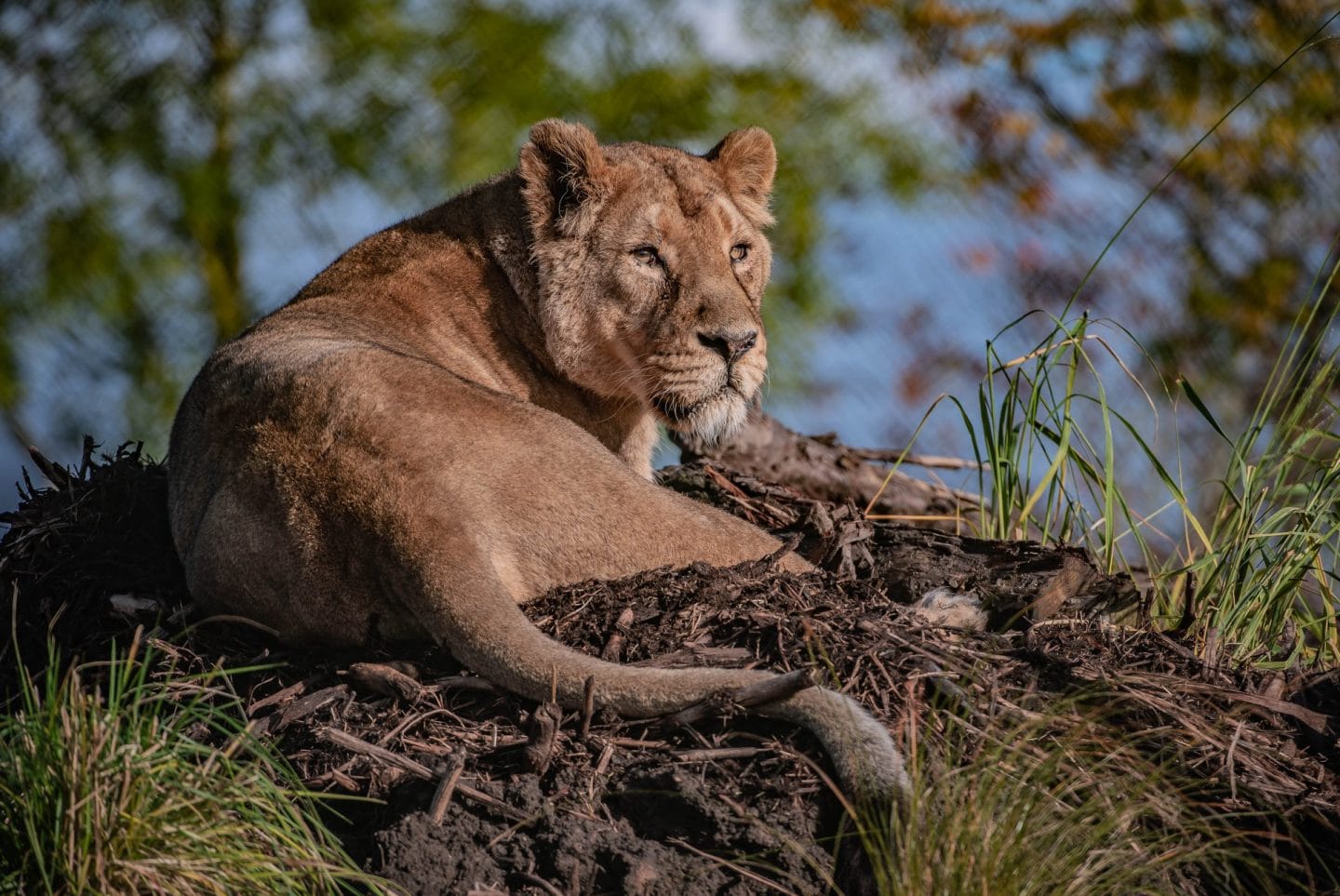 Chester Zoo Fundraiser: £800K Raised In 24 Hours - Secret Manchester