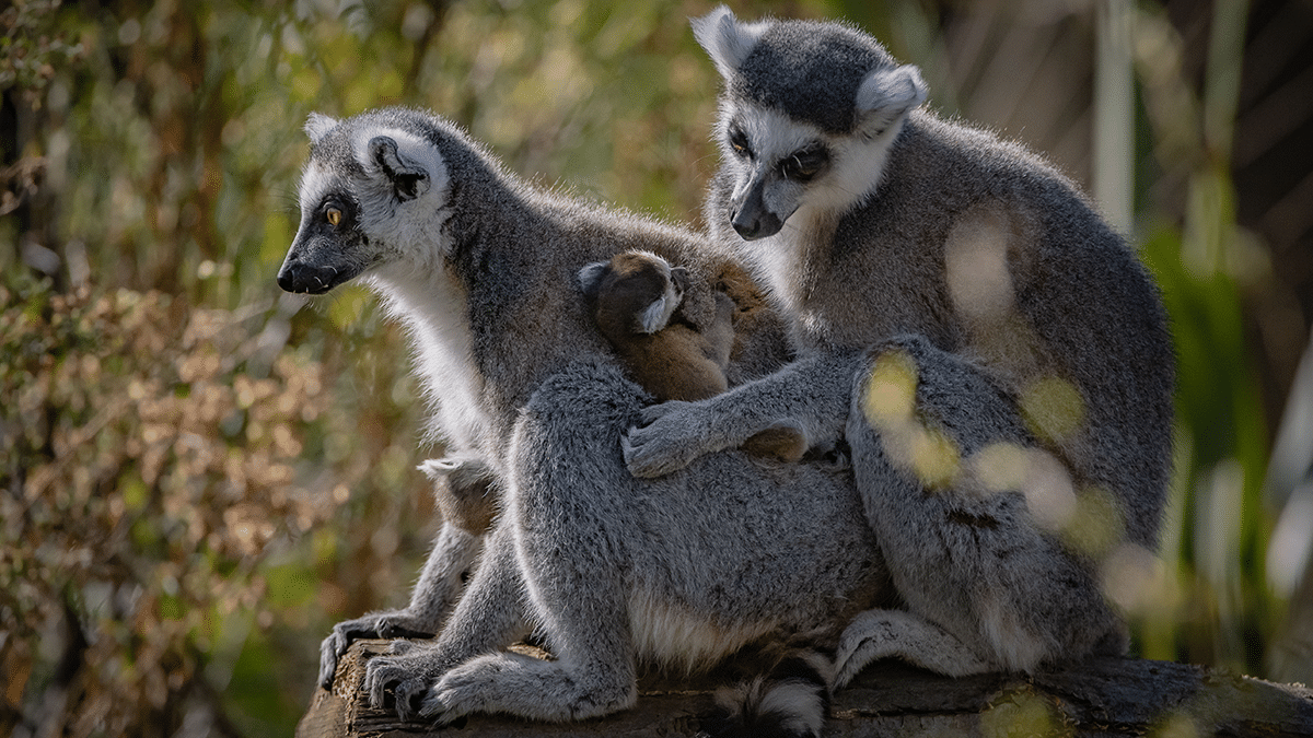 These Rare Ring-Tailed Lemur Twins Were Just Born At Chester Zoo