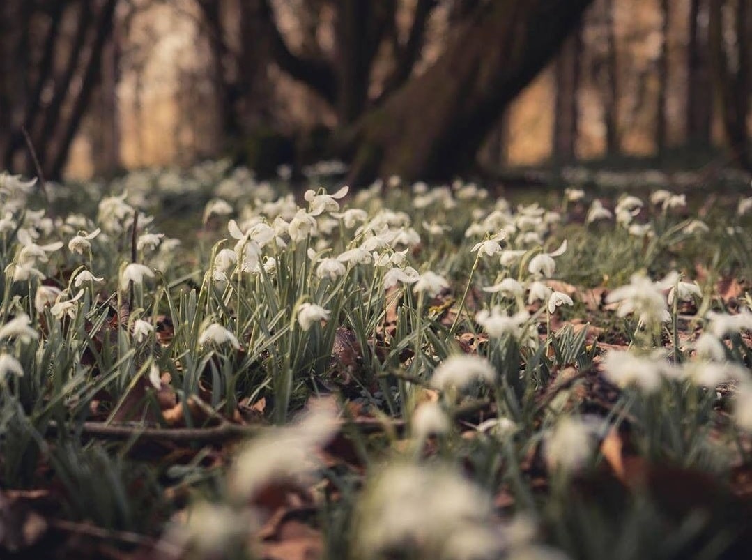 The National Trust Will Keep Their Parks And Gardens Open So You Can ...