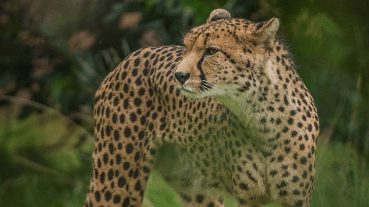 Chester Zoo Is Hosting A Live Virtual Tour Of The Endangered Animals Today
