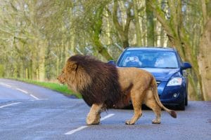 The Best Zoos And Wildlife Parks Near Manchester