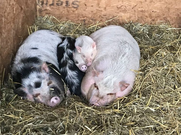 The Best Zoos And Wildlife Parks Near Manchester