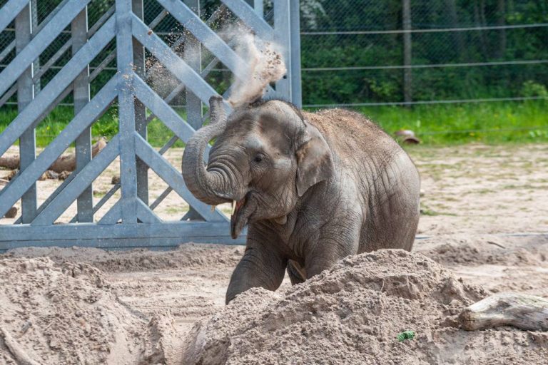 The Best Zoos And Wildlife Parks Near Manchester