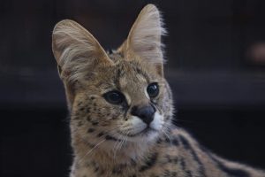 The Best Zoos And Wildlife Parks Near Manchester