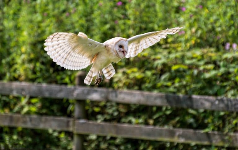 The Best Zoos And Wildlife Parks Near Manchester