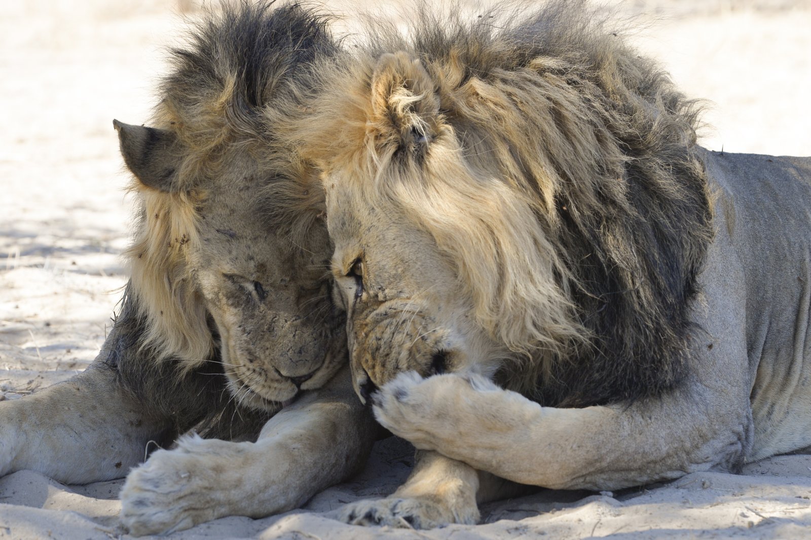 The Comedy Wildlife Photography Awards Has Released The Finalists ...