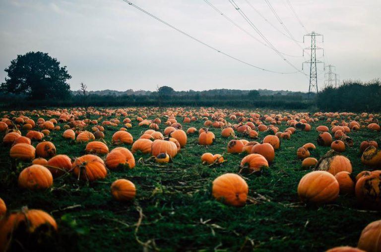 The Best Pumpkin Patches Near Manchester - Secret Manchester