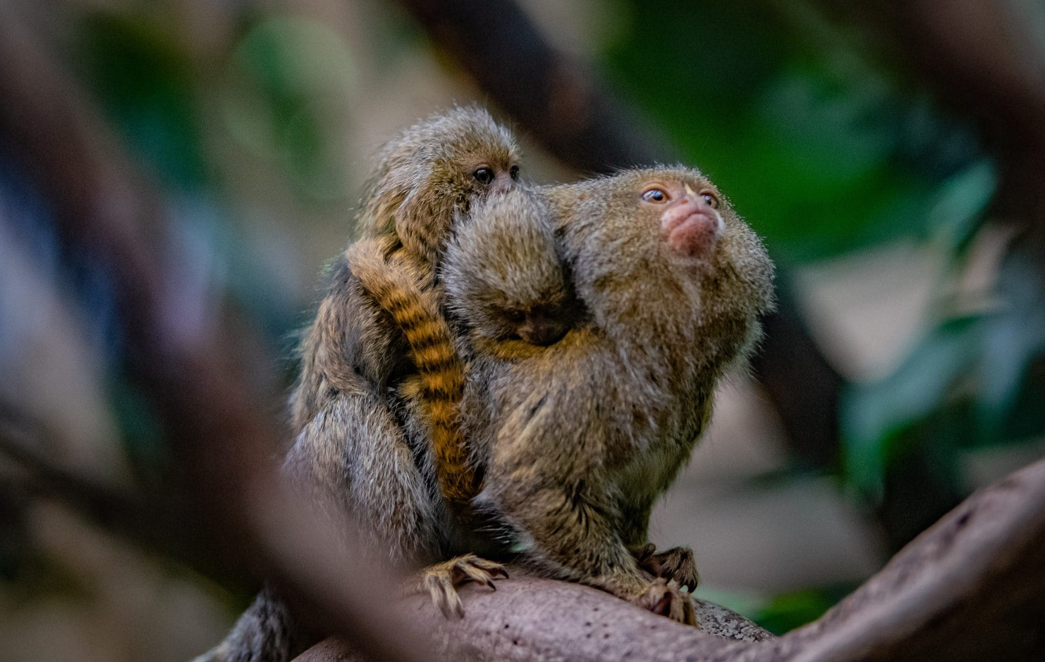 Some Of The World's Smallest Monkeys Have Been Born At Chester Zoo