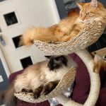 Cat Cafe Manchester To Make A Return After Four-Year Closure