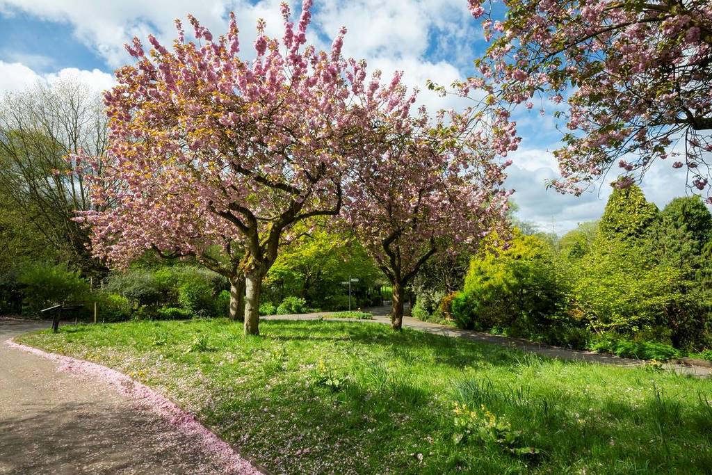 The Best Places To See Cherry Blossom In Manchester