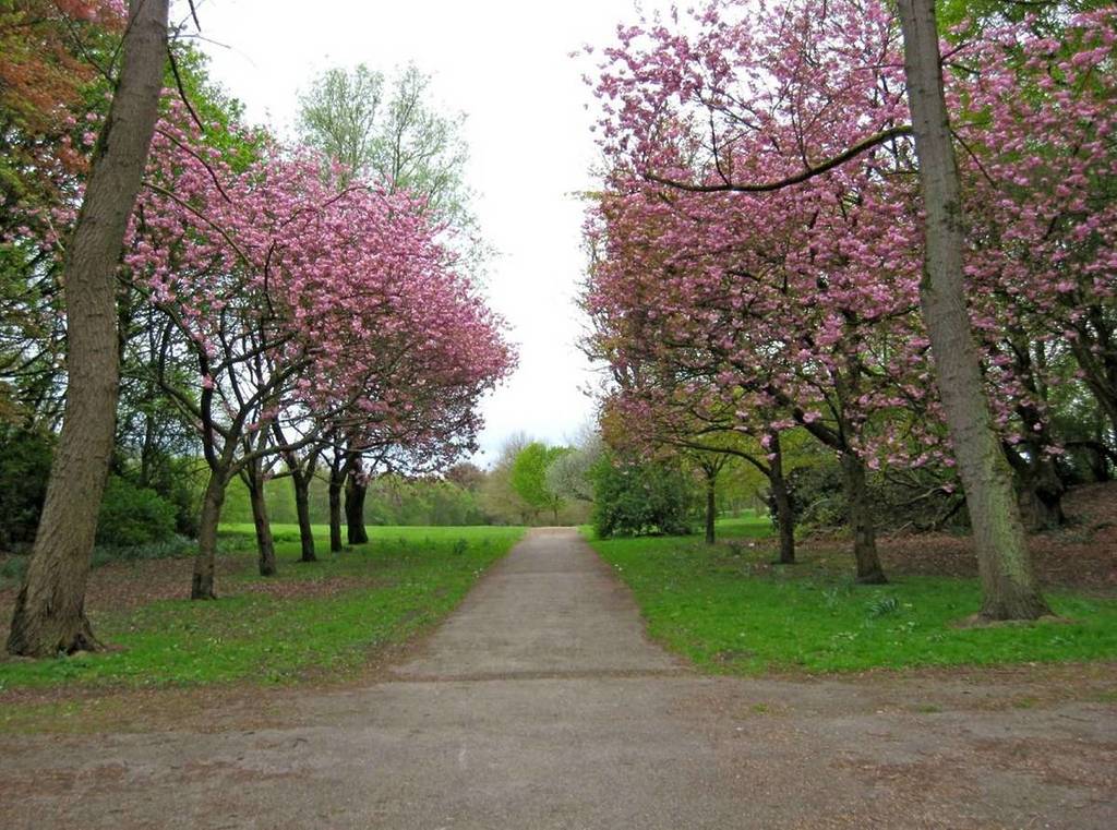 The Best Places To See Cherry Blossom In Manchester