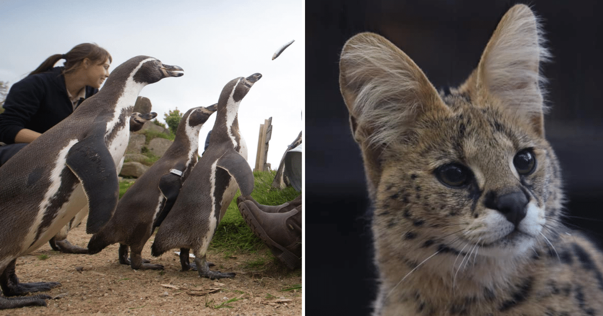 A Guide To The Best Zoos And Wildlife Parks Near Manchester