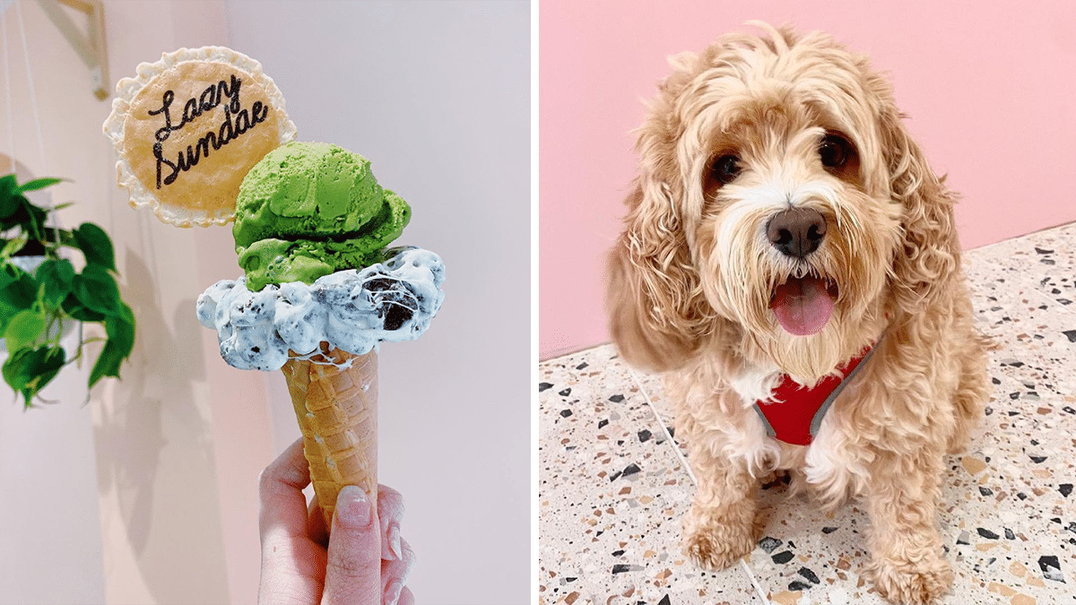 The Asian-Inspired Dog Friendly Ice Cream Parlour Serving Up The Most ...
