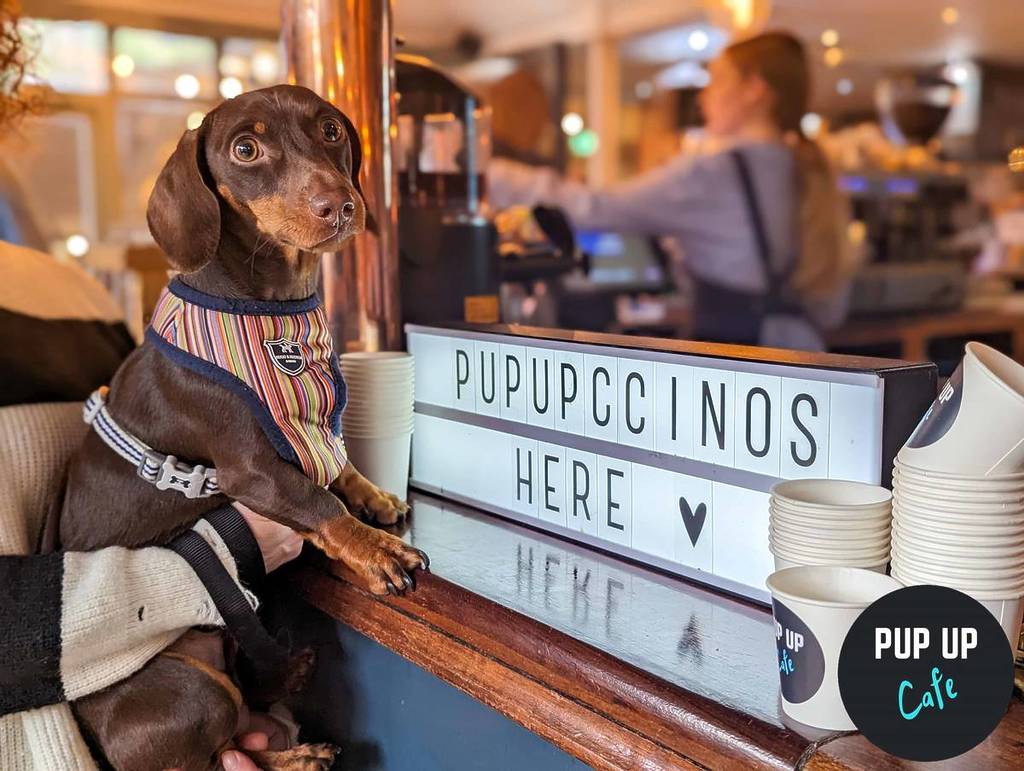 An Adorable Dachshund Pup-Up Cafe Is Coming To Manchester