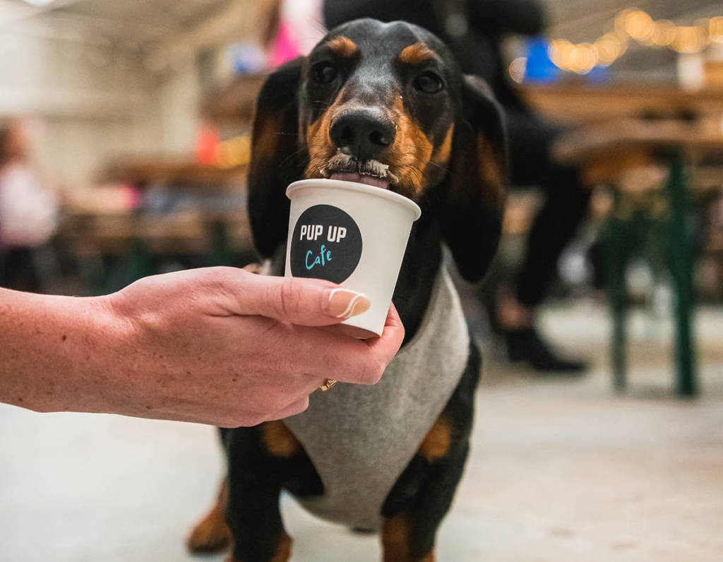 Pup Up Cafe | A Sausage Dog Pup-Up Cafe Is Coming To Manchester